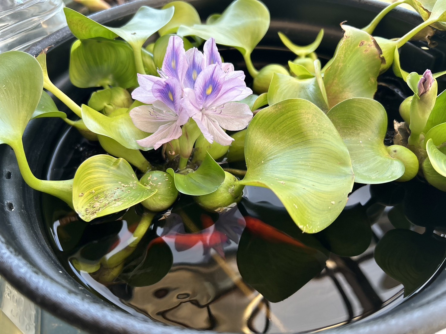 261 時季外れ - オレンジの会 子ども家庭サポートセンター